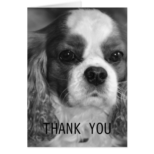 Cavalier King Charles Spaniel Thank You Card | Zazzle Cavalier King Charles Spaniel Thank You Card | Zazzle