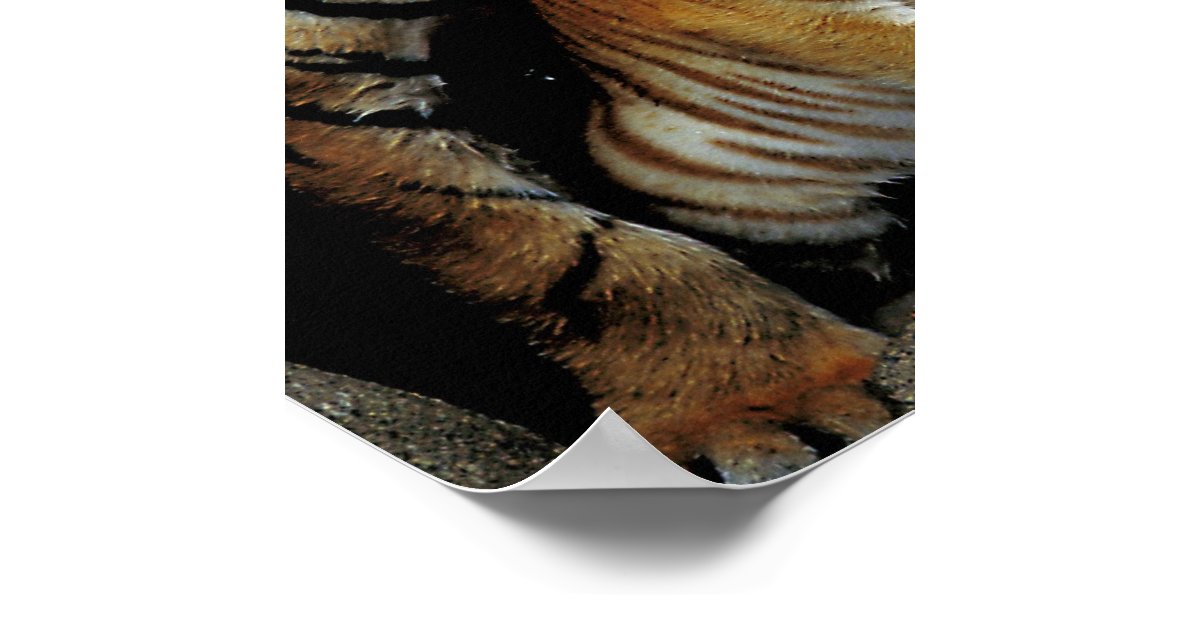 Feeling Frisky Poster Zazzle