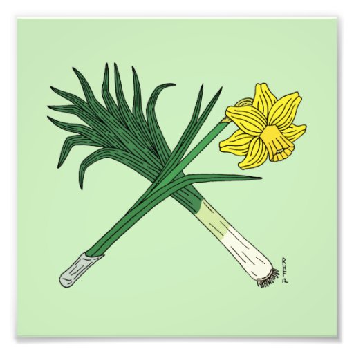 Leek And Daffodil Crossed Print Photographic Print Zazzle
