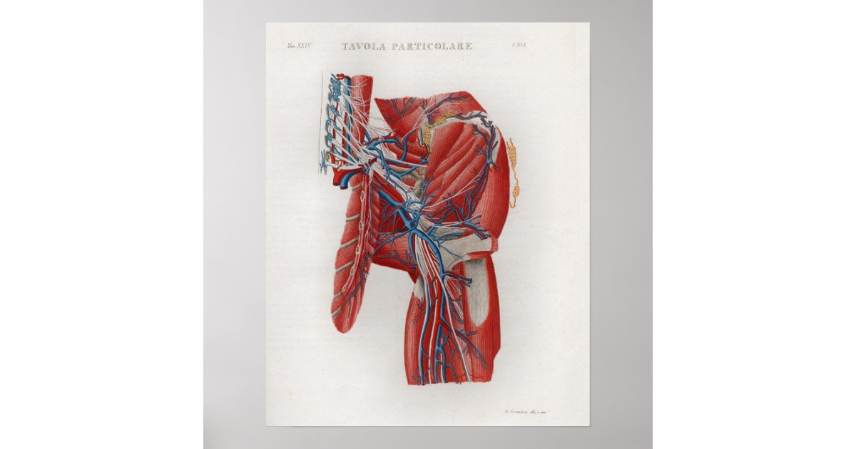 1833 Vintage Hip Muscles Anatomy Poster | Zazzle