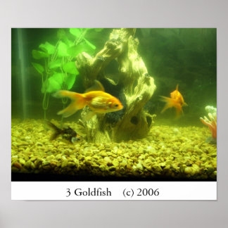 Goldfish Posters | Zazzle.co.uk