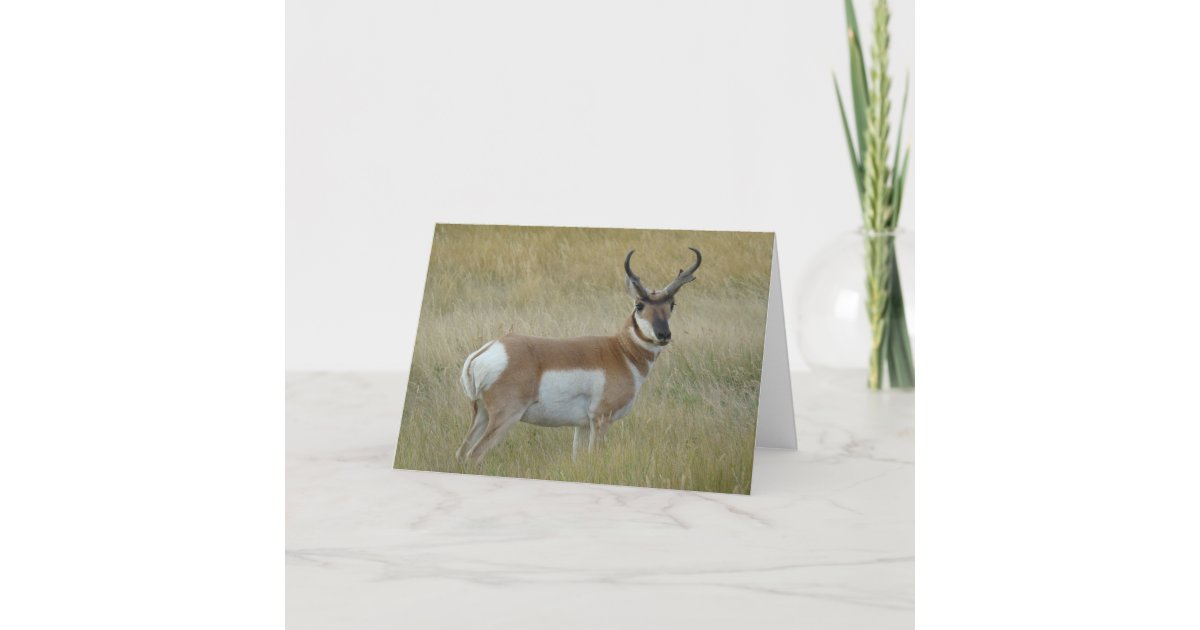 A1 Pronghorn Antelope Buck Card | Zazzle