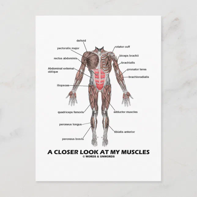 A Closer Look At My Muscles (Anatomy / Anatomical) Postcard | Zazzle