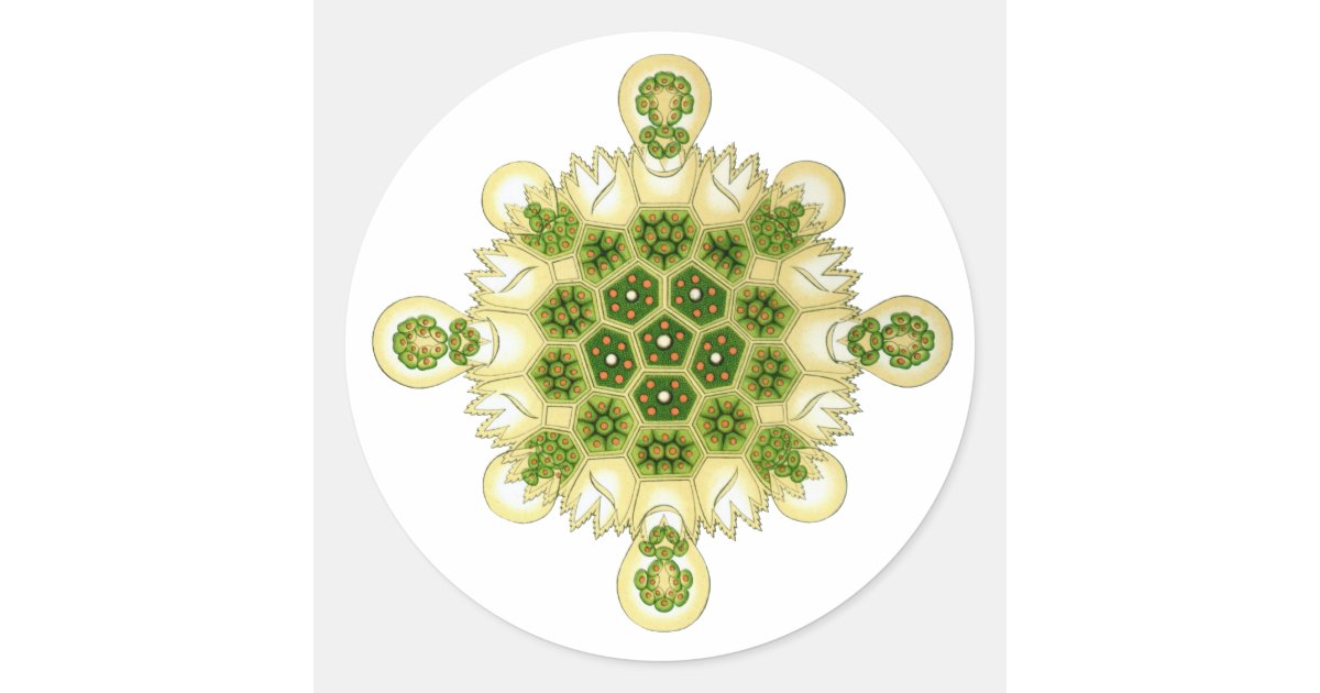 A Green Algae Classic Round Sticker | Zazzle