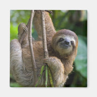 Sloth Gifts & Other Gift Ideas | Zazzle UK