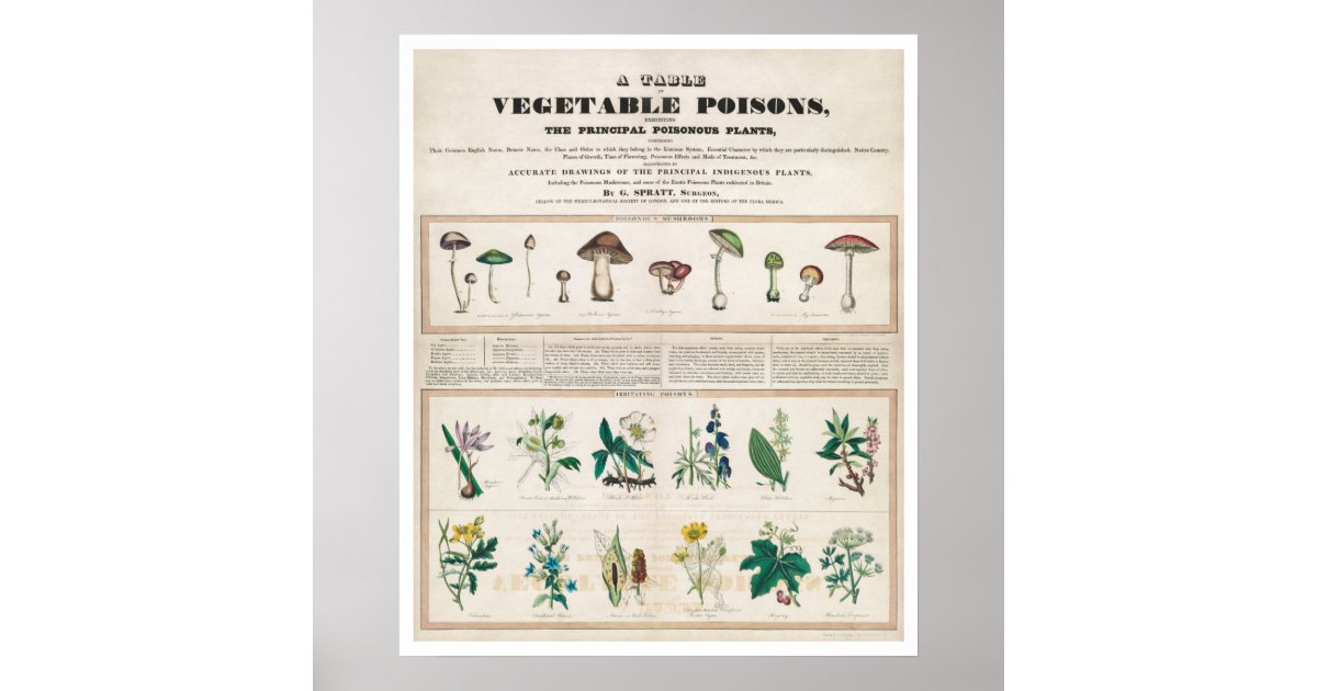 A Table of Vegetable Poisons Vintage Poster | Zazzle