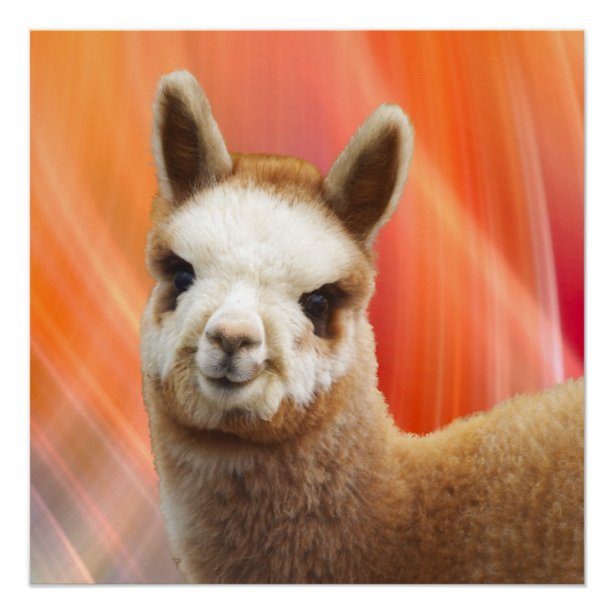 Alpaca Posters & Prints | Zazzle UK
