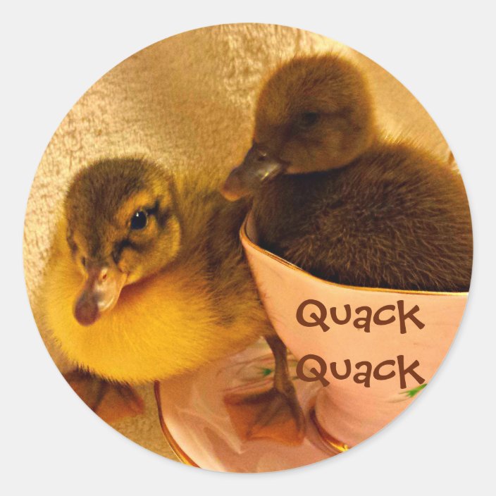 Adorable Ducks Say Quack Classic Round Sticker | Zazzle.co.uk
