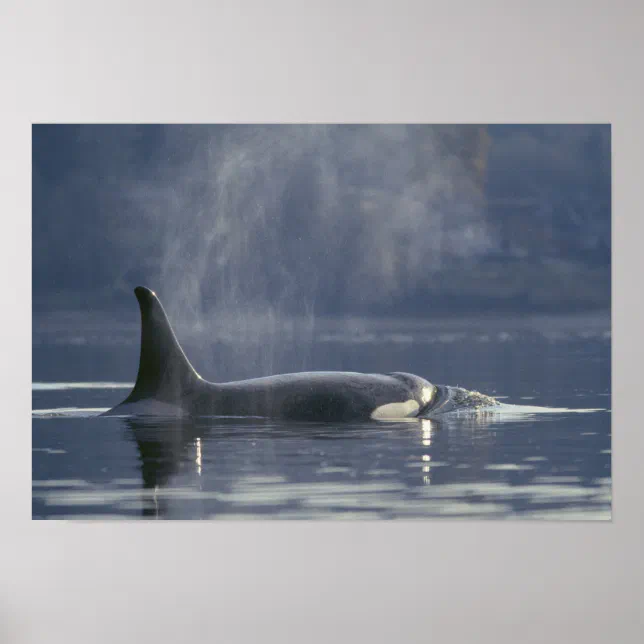 Adult female Orca Whale Orcinus Orca), Puget Poster | Zazzle