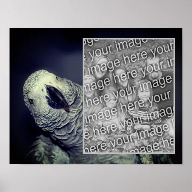 African Grey Parrot Frame Add Your Photo Poster | Zazzle