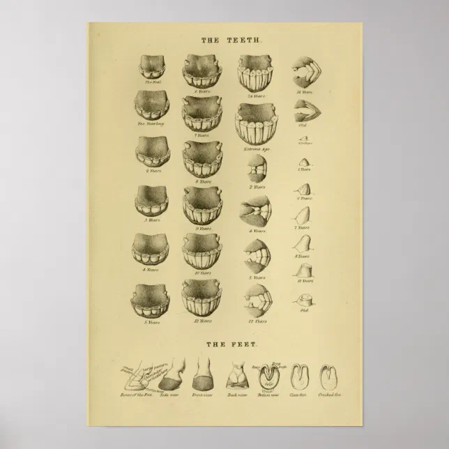 Equine Dental Anatomy Age Of Horse By Teeth Chart