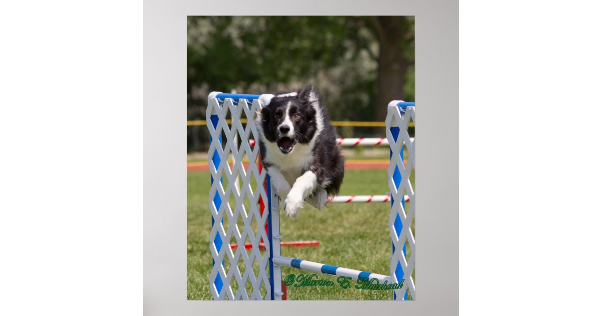 Agility Border Collie Poster | Zazzle