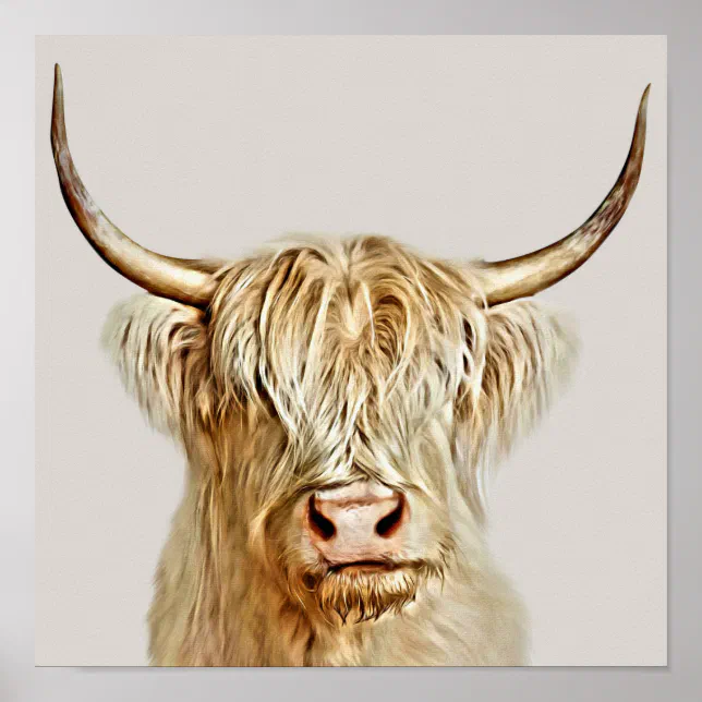 Albino Highland Cow Poster | Zazzle