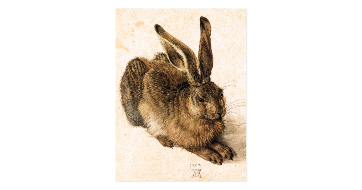 Albrecht Durer Young Hare Postcard | Zazzle.co.uk