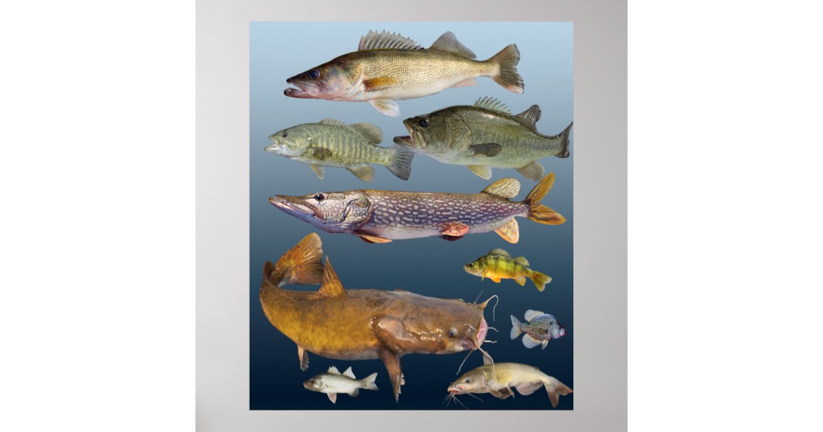 all game fish poster | Zazzle