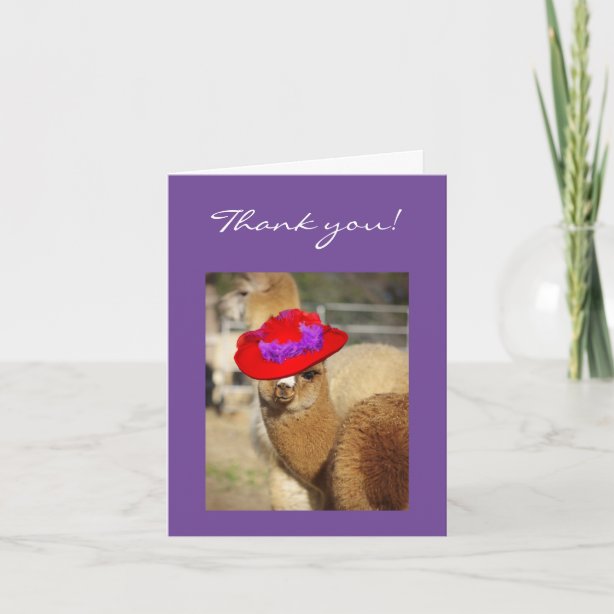 Alpaca Thank You Cards | Zazzle UK