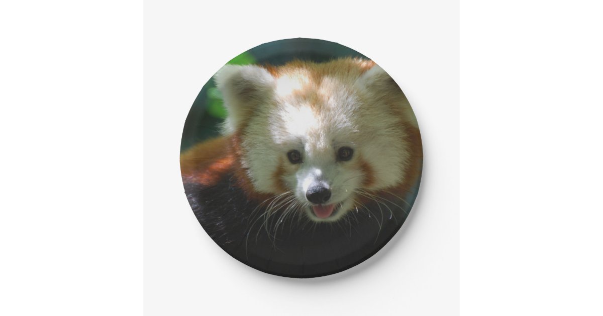 Amazing Red Panda Paper Plate | Zazzle