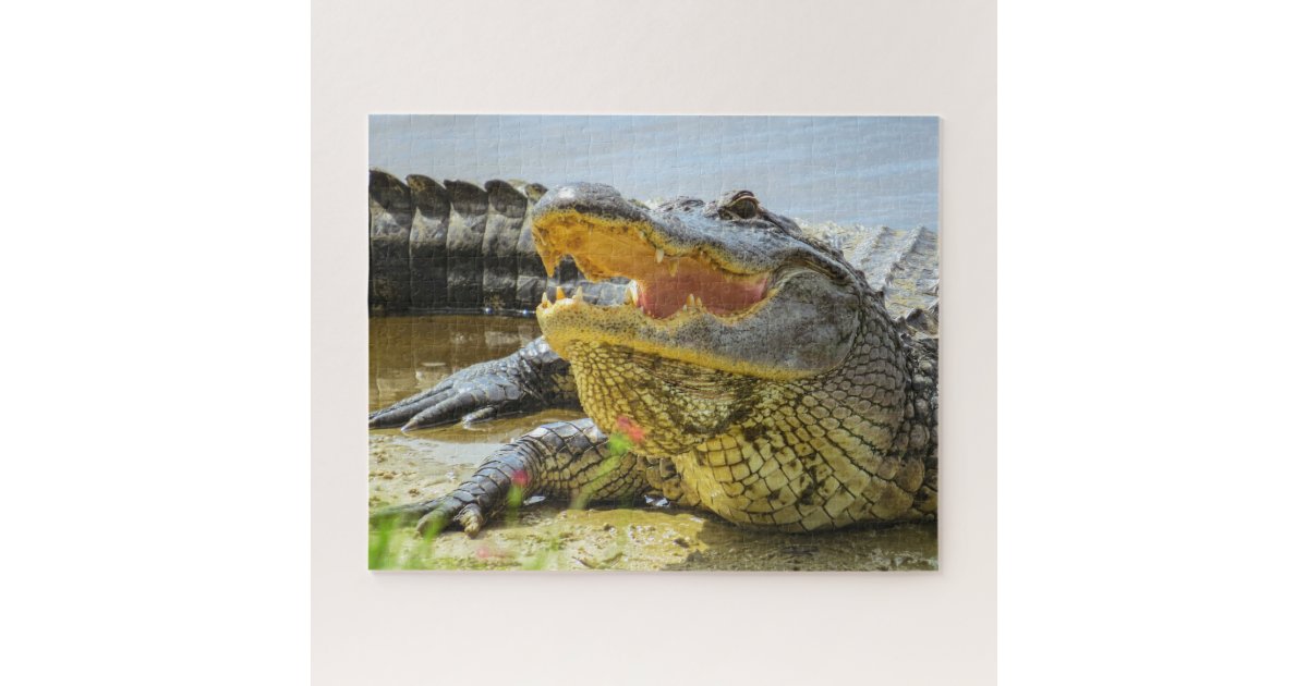American Alligator portrait Jigsaw Puzzle | Zazzle