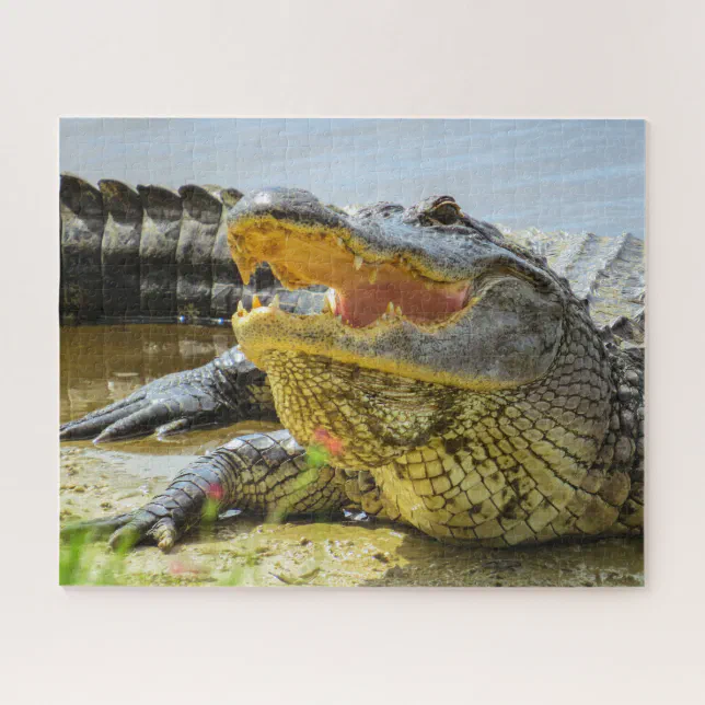 American Alligator portrait Jigsaw Puzzle | Zazzle