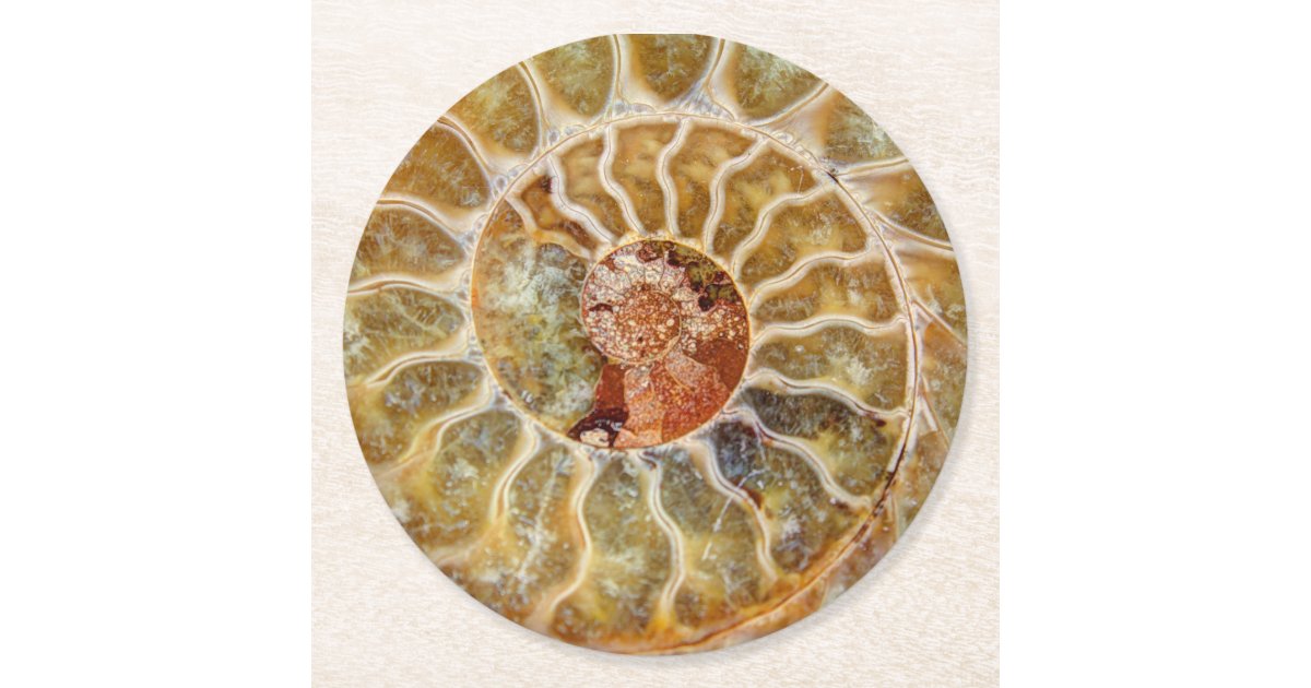 Ammonite Fossil Coaster | Zazzle