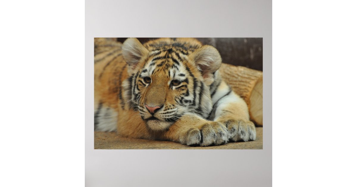 Amur Tiger Cub Poster | Zazzle