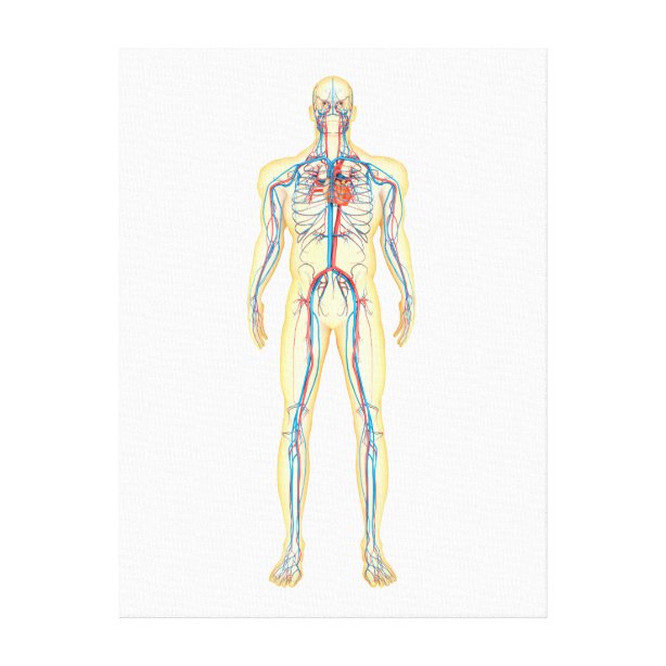 Circulatory System Posters & Prints | Zazzle UK