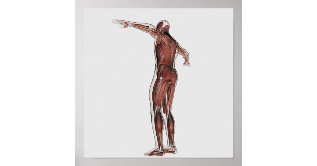 Anatomy Of Male Muscular System, Posterior View Poster | Zazzle
