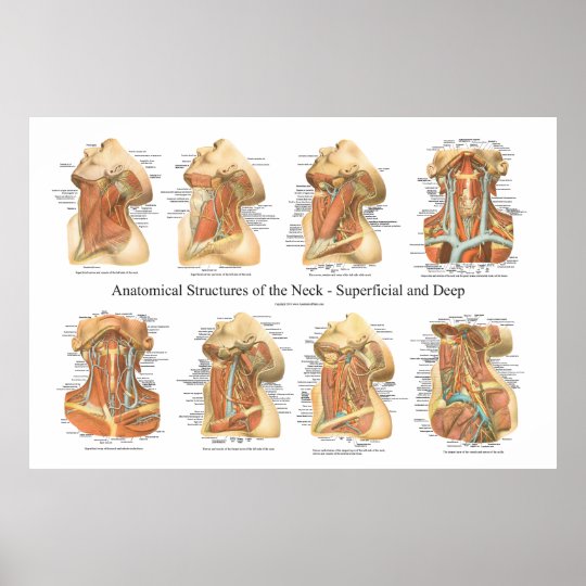Anatomy of the Neck Chart Superficial & Deep Layer | Zazzle.co.uk