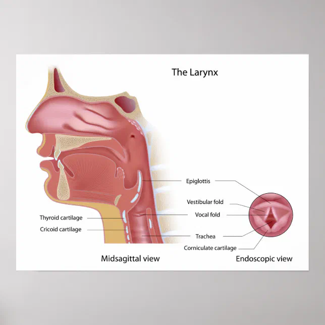 Anatomy of voice box Poster | Zazzle