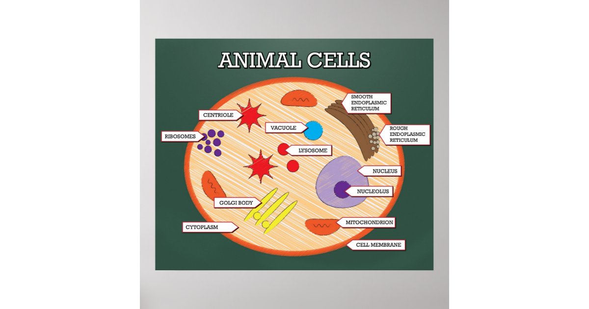 Animal Cells *UPDATED* Poster | Zazzle