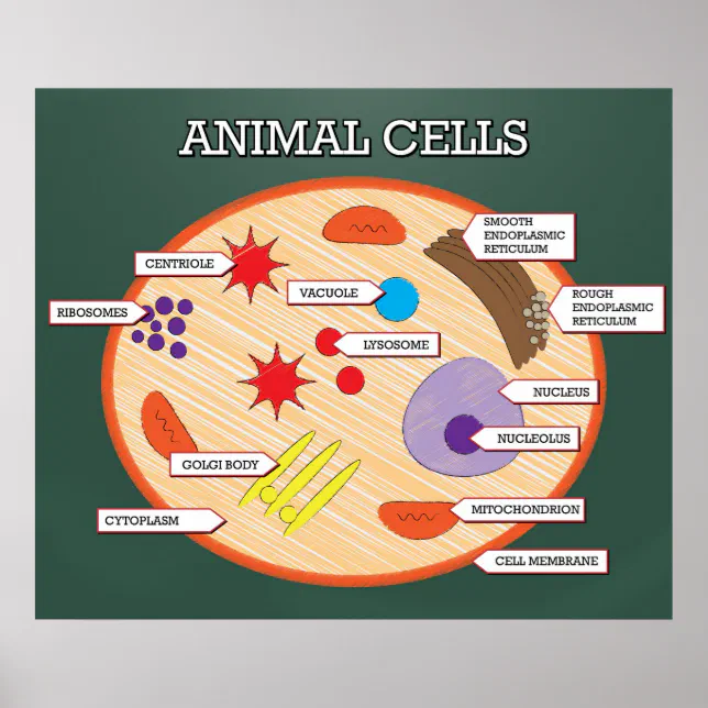 Animal Cells *UPDATED* Poster | Zazzle