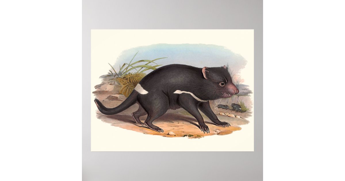 Animals Of Australia The Tasmanian Devil Poster | Zazzle