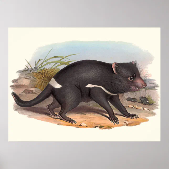 Animals Of Australia The Tasmanian Devil Poster | Zazzle