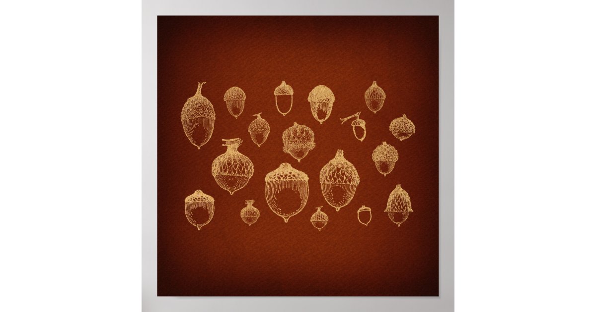 Antique Acorn Art Illustrated Vintage Acorns Poster | Zazzle
