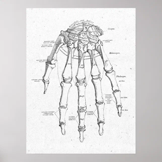 Antique Anatomy Hand Bones Vintage Poster | Zazzle