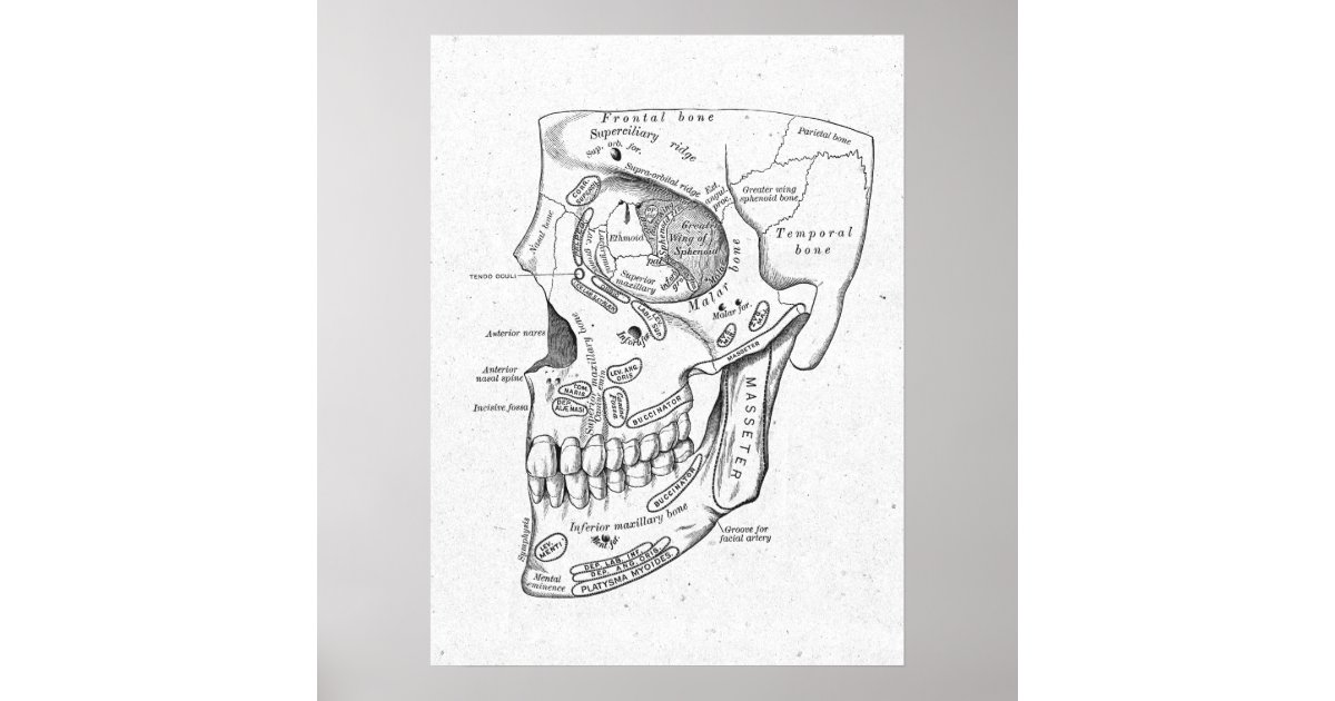 Antique Anatomy Skull & Face Bones Vintage Poster | Zazzle