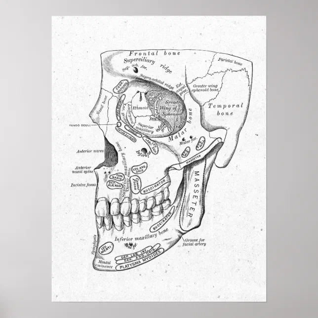 Antique Anatomy Skull & Face Bones Vintage Poster | Zazzle