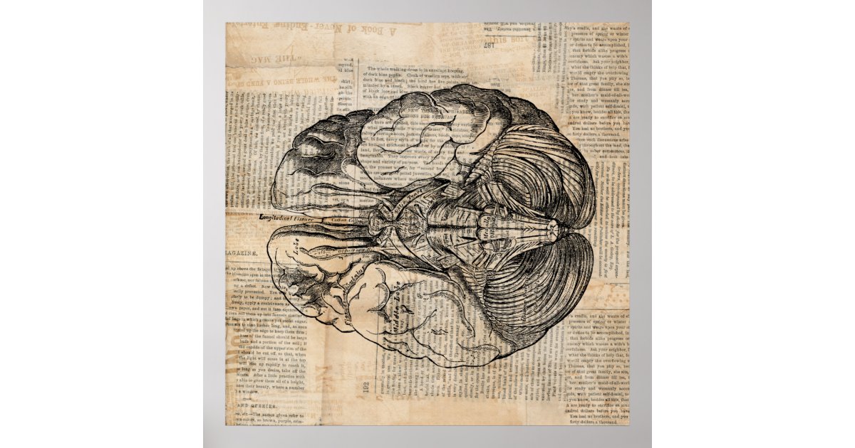 Antique Brain Diagram Old Fashioned Art Poster | Zazzle