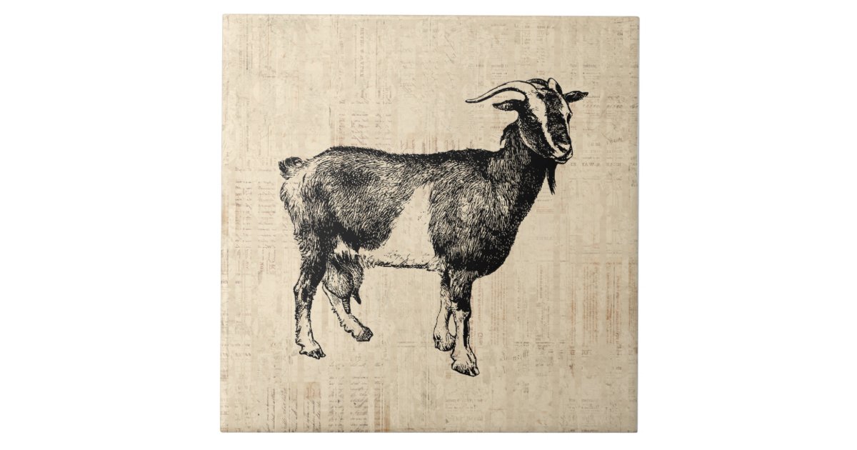 Antique Goat Illustration with Script Background Tile | Zazzle