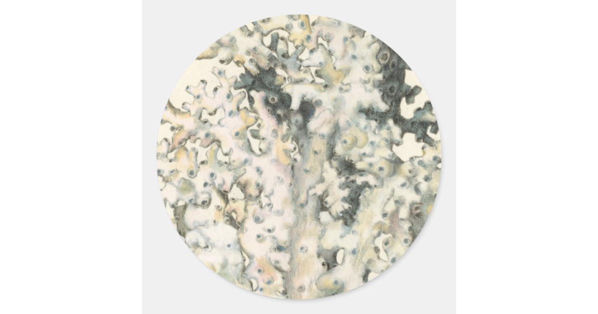Antique Watercolor Coral Classic Round Sticker | Zazzle