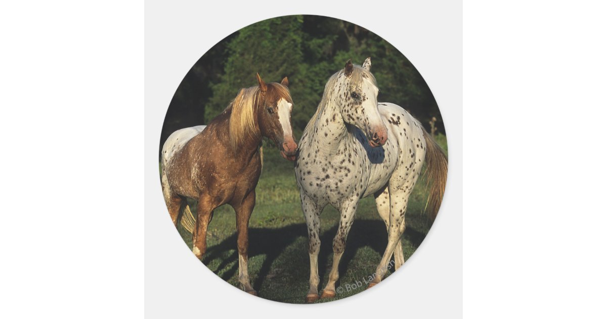 Appaloosa Horses Classic Round Sticker | Zazzle