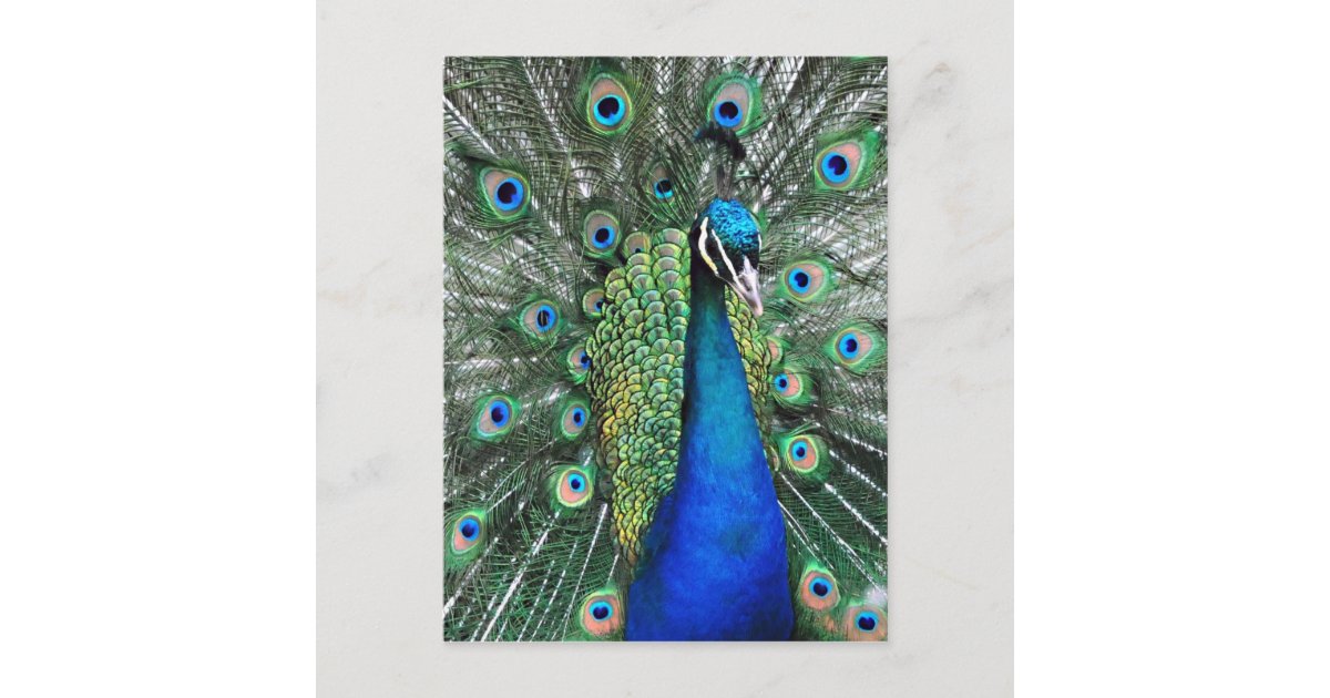 As Proud as a Peacock Postcard | Zazzle