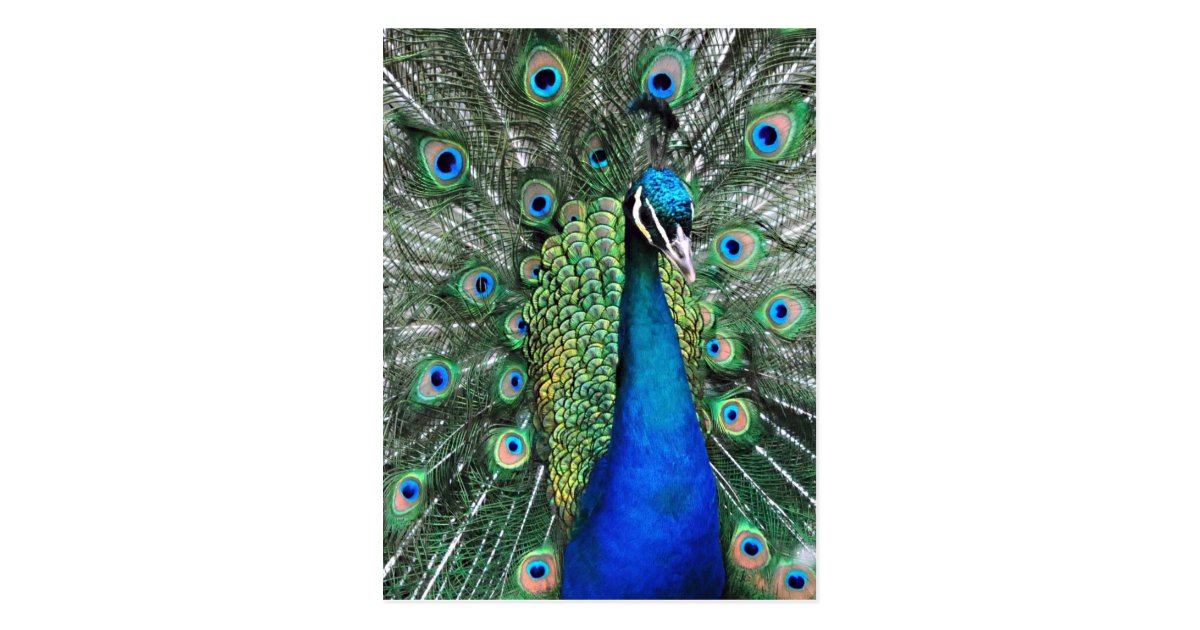 As Proud as a Peacock Postcard | Zazzle.co.uk