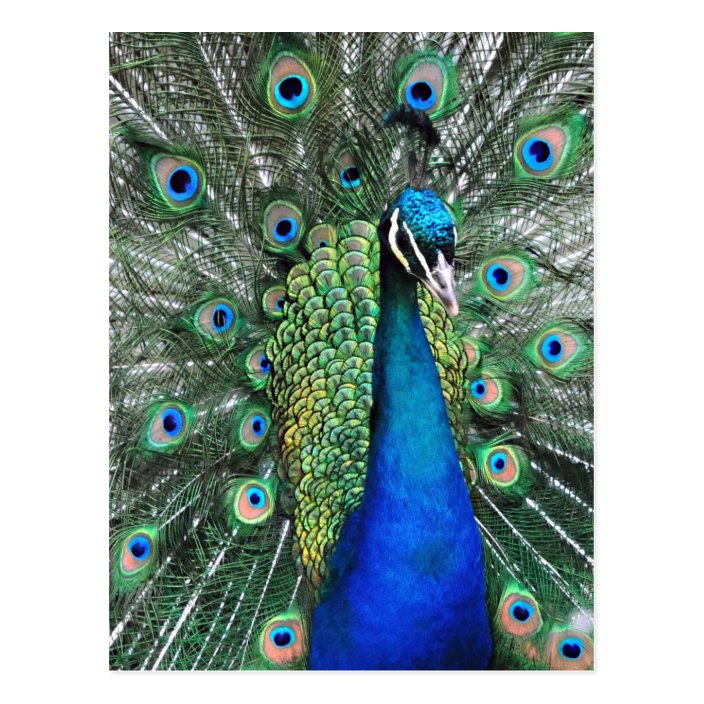 As Proud as a Peacock Postcard | Zazzle.co.uk