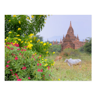 Cow Postcards | Zazzle.co.uk