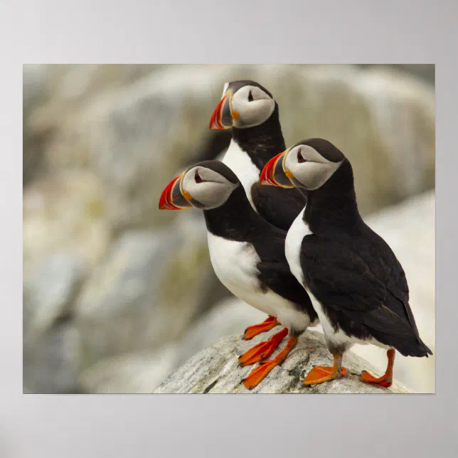 Atlantic Puffins on Machias Seal Island Poster | Zazzle