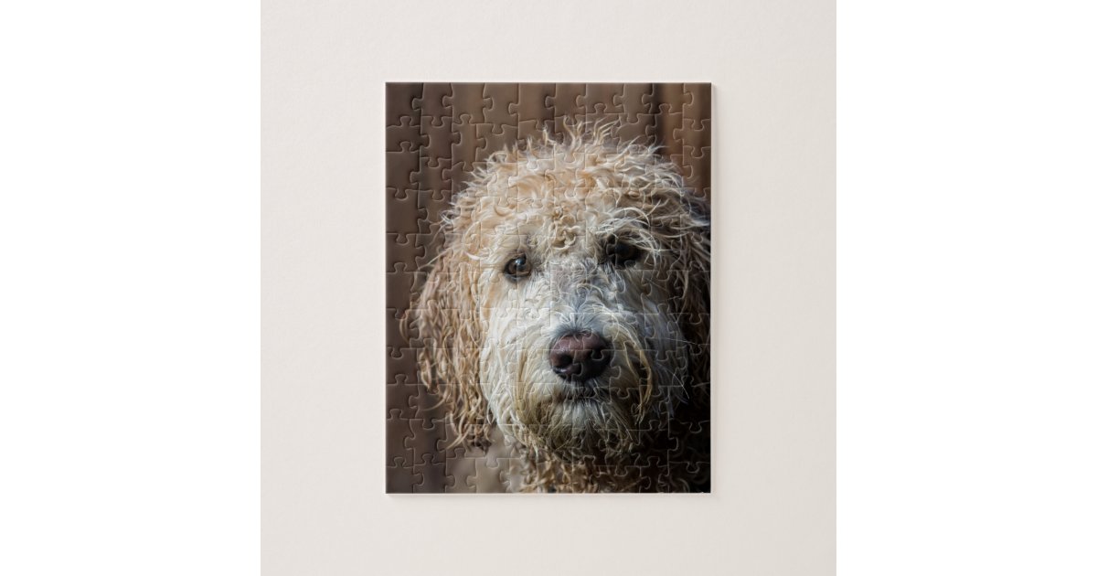 Awesome Labradoodle Pup gifts Jigsaw Puzzle | Zazzle