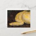 Awesome Yellow Burmese Python Postcard | Zazzle