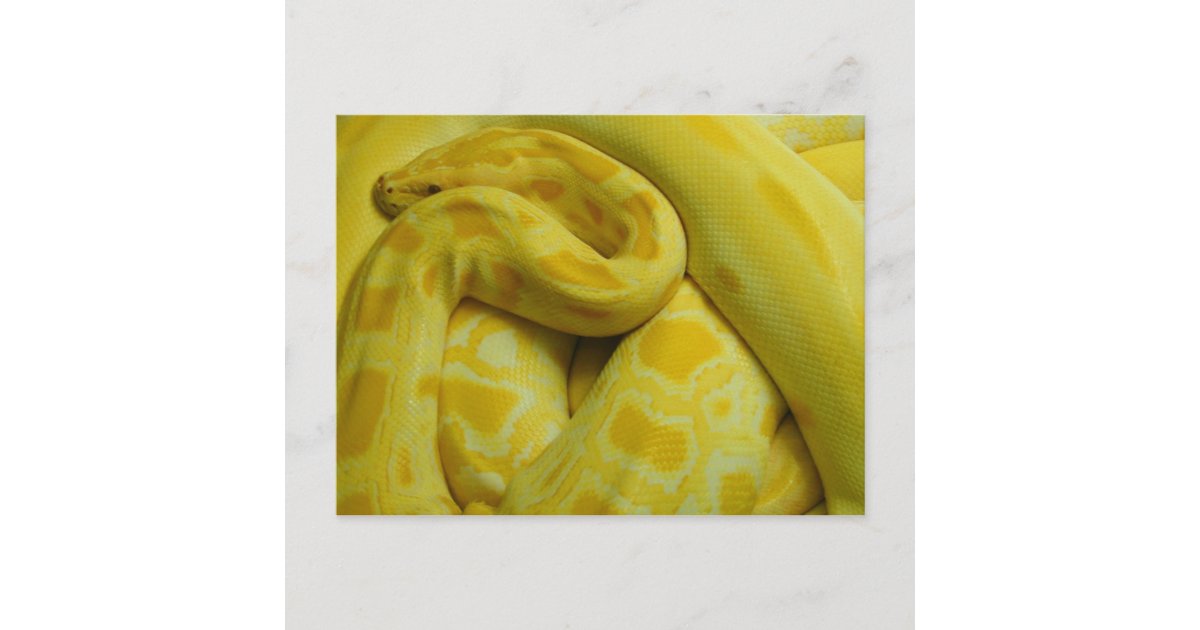 Awesome Yellow Burmese Python Postcard | Zazzle