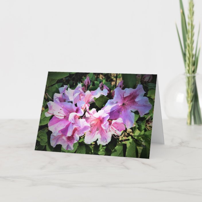 Azalea, card | Zazzle.co.uk
